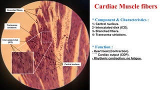 Histology (histology of cardiac muscle and blood vessels) | PDF