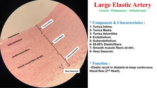 Histology (histology of cardiac muscle and blood vessels) | PDF