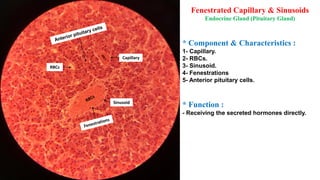 Histology (histology of cardiac muscle and blood vessels) | PDF