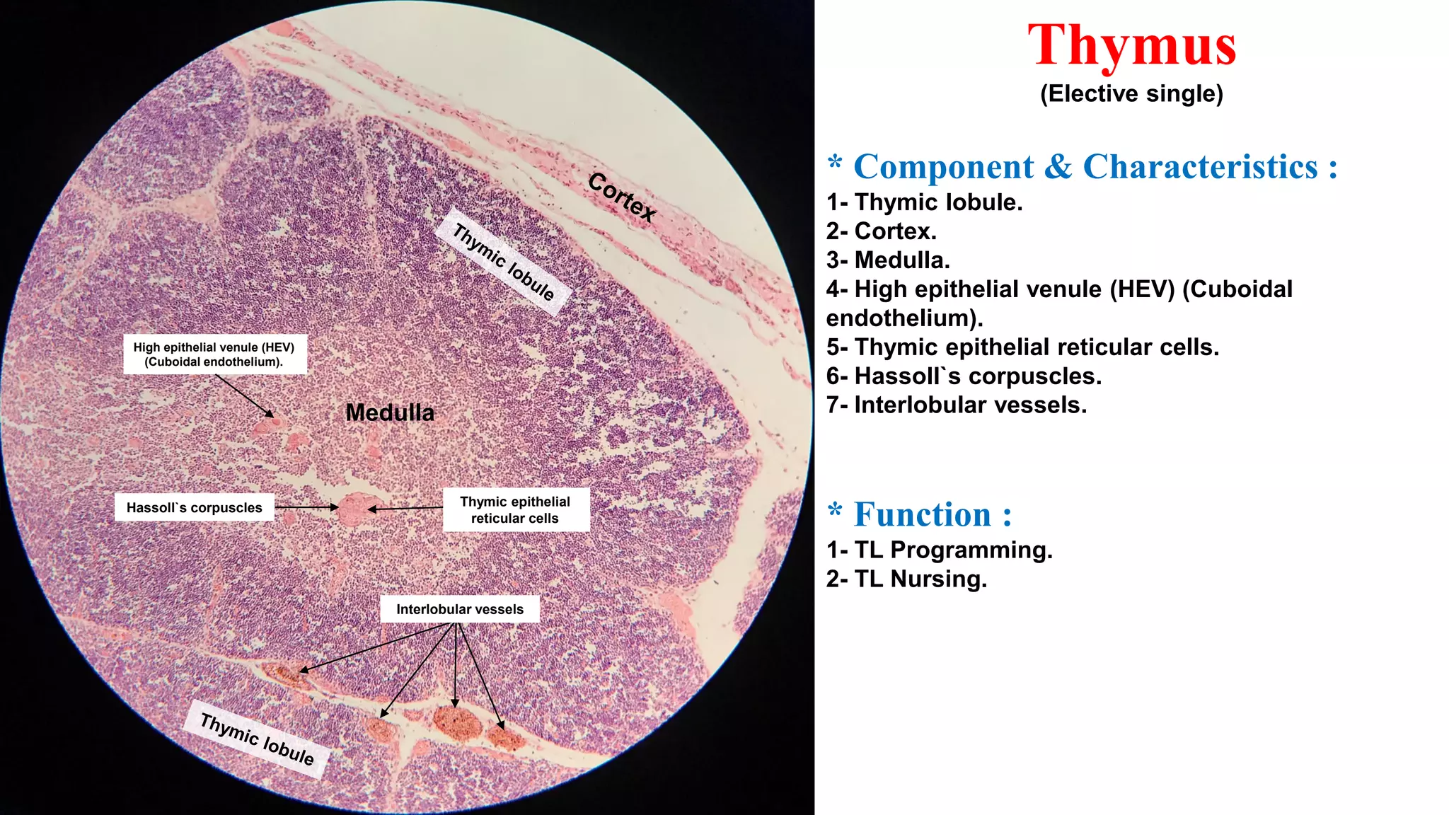 Histology Histology Of Immune System Pdf