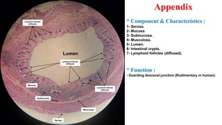 Histology (histology of immune system) | PDF