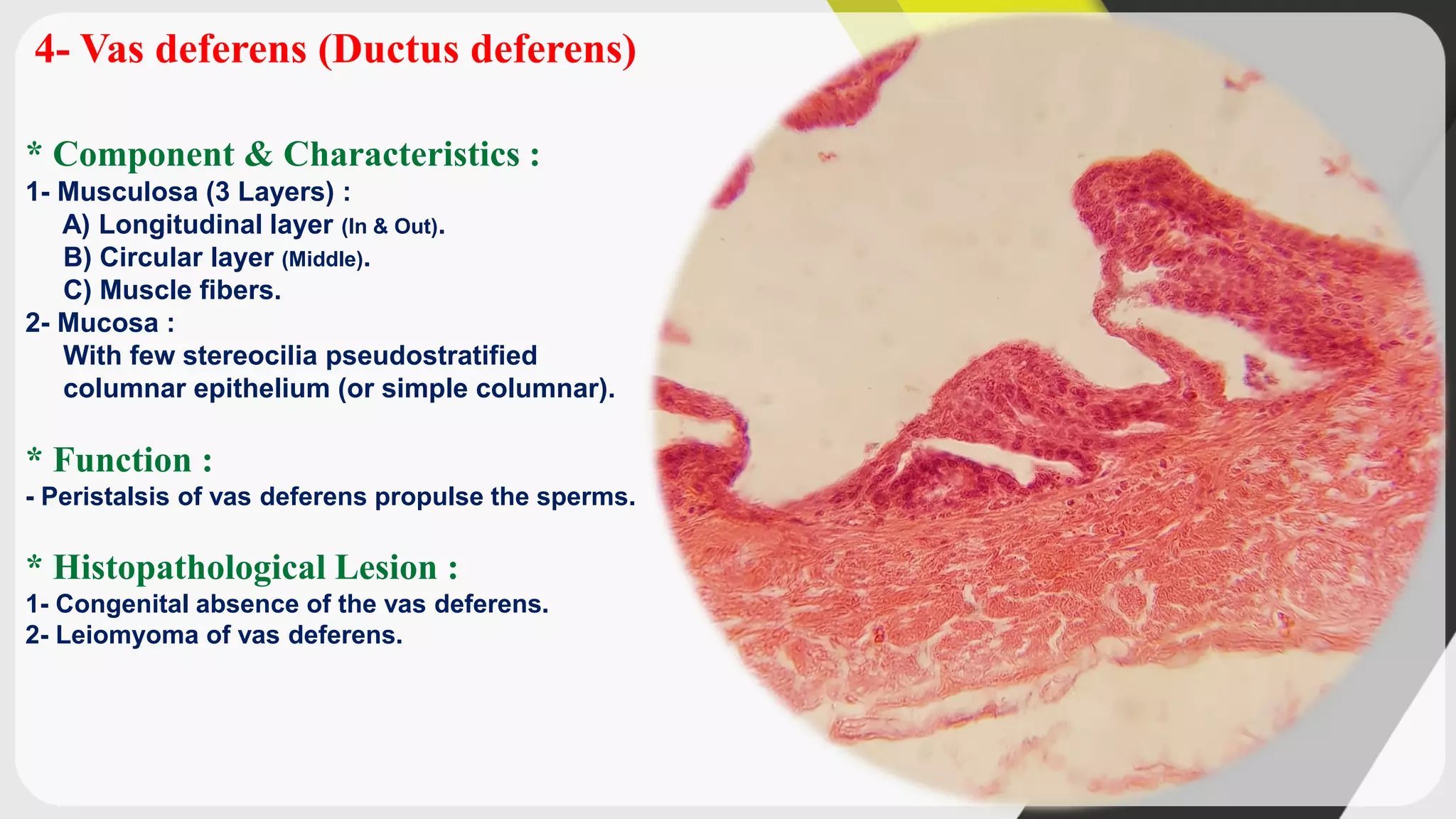 Histology (histology of male genital tract) | PDF