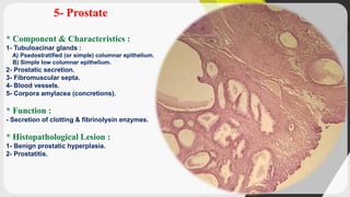 Histology (histology of male genital tract) | PDF