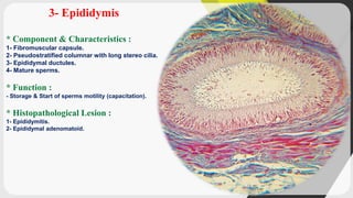 Histology (histology of male genital tract) | PDF