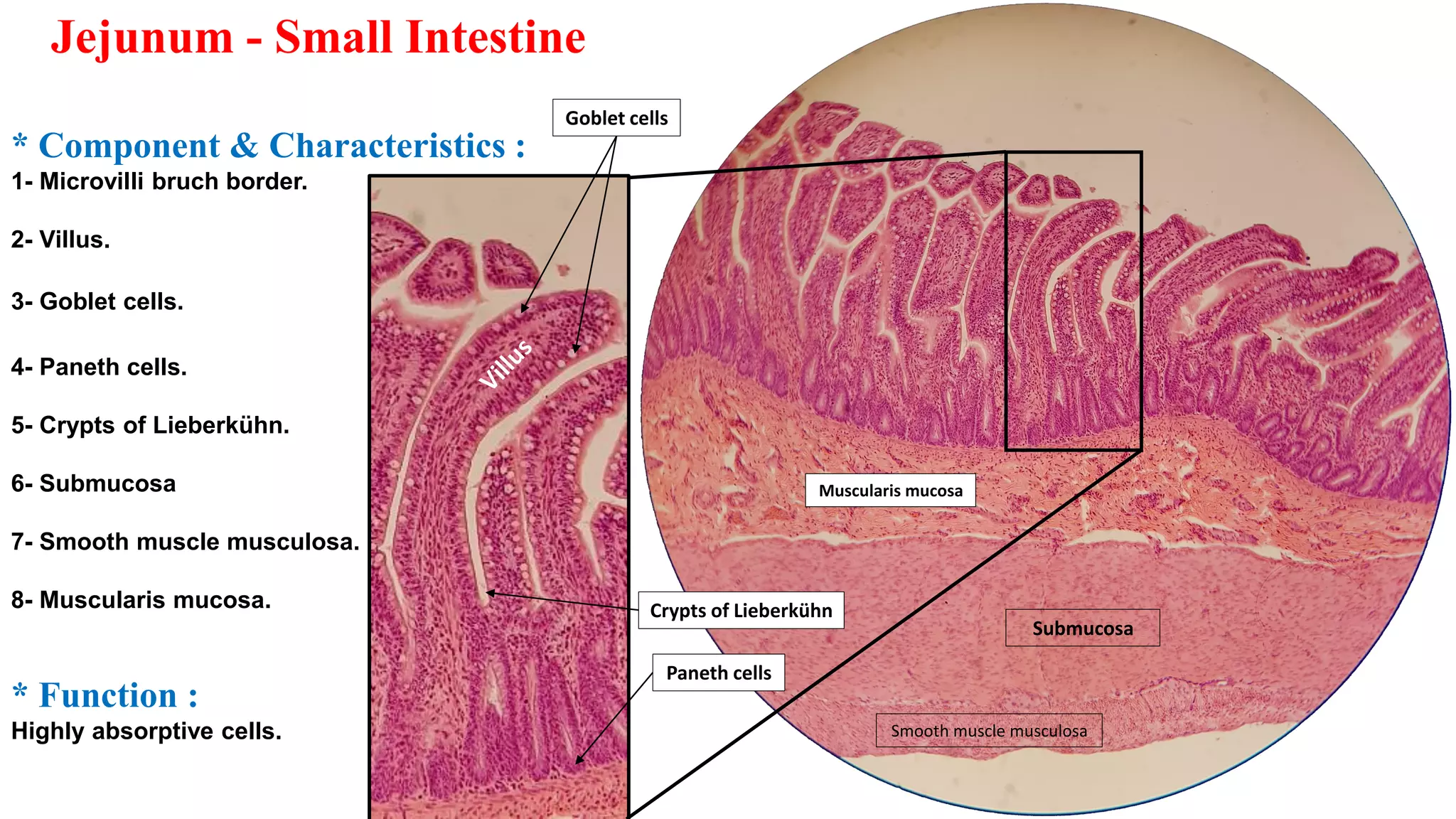 Histology (histology of mouth, pharynx, oesophagus, stomach, duodenum ...