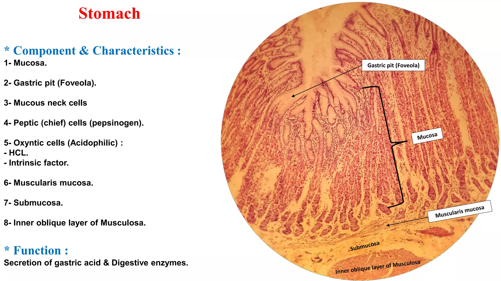 Histology (histology of mouth, pharynx, oesophagus, stomach, duodenum ...