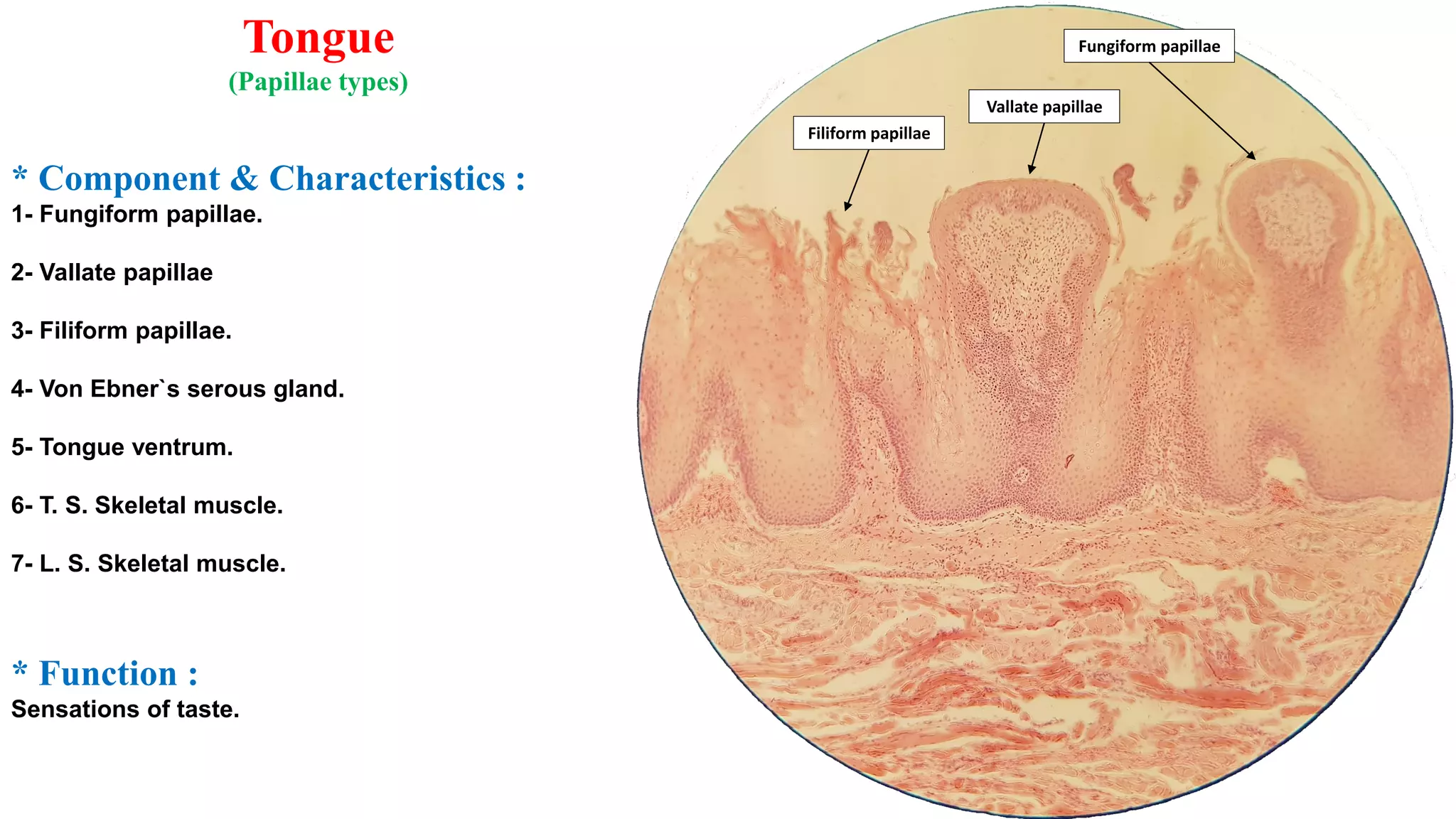 Histology (histology of mouth, pharynx, oesophagus, stomach, duodenum ...