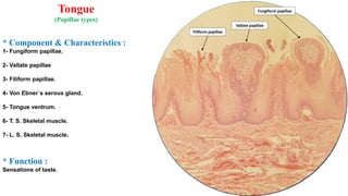 Histology (histology of mouth, pharynx, oesophagus, stomach, duodenum ...