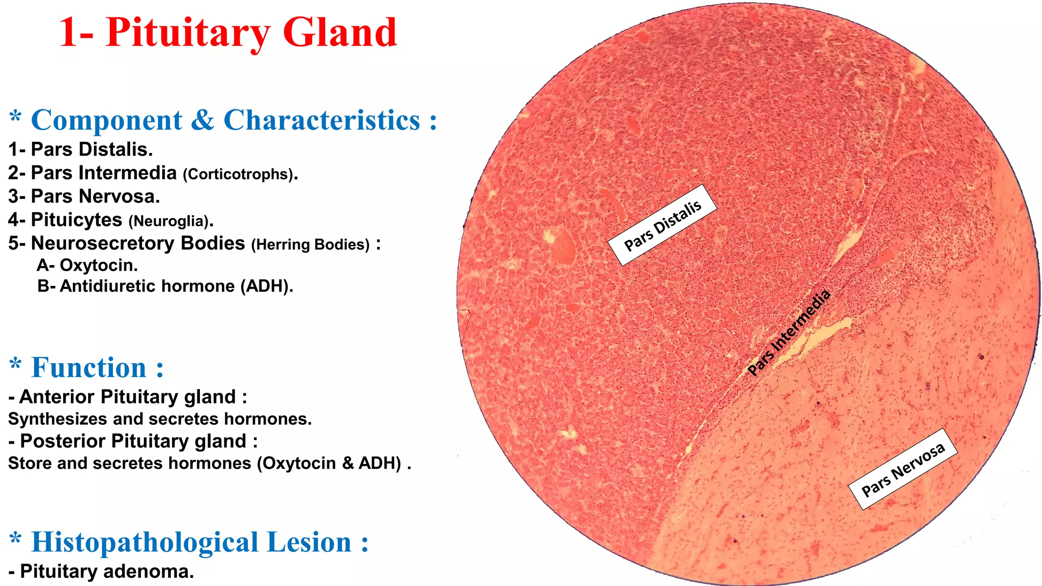 Histology (histology of pituitary, thyroid, and parathyroid glands) | PDF