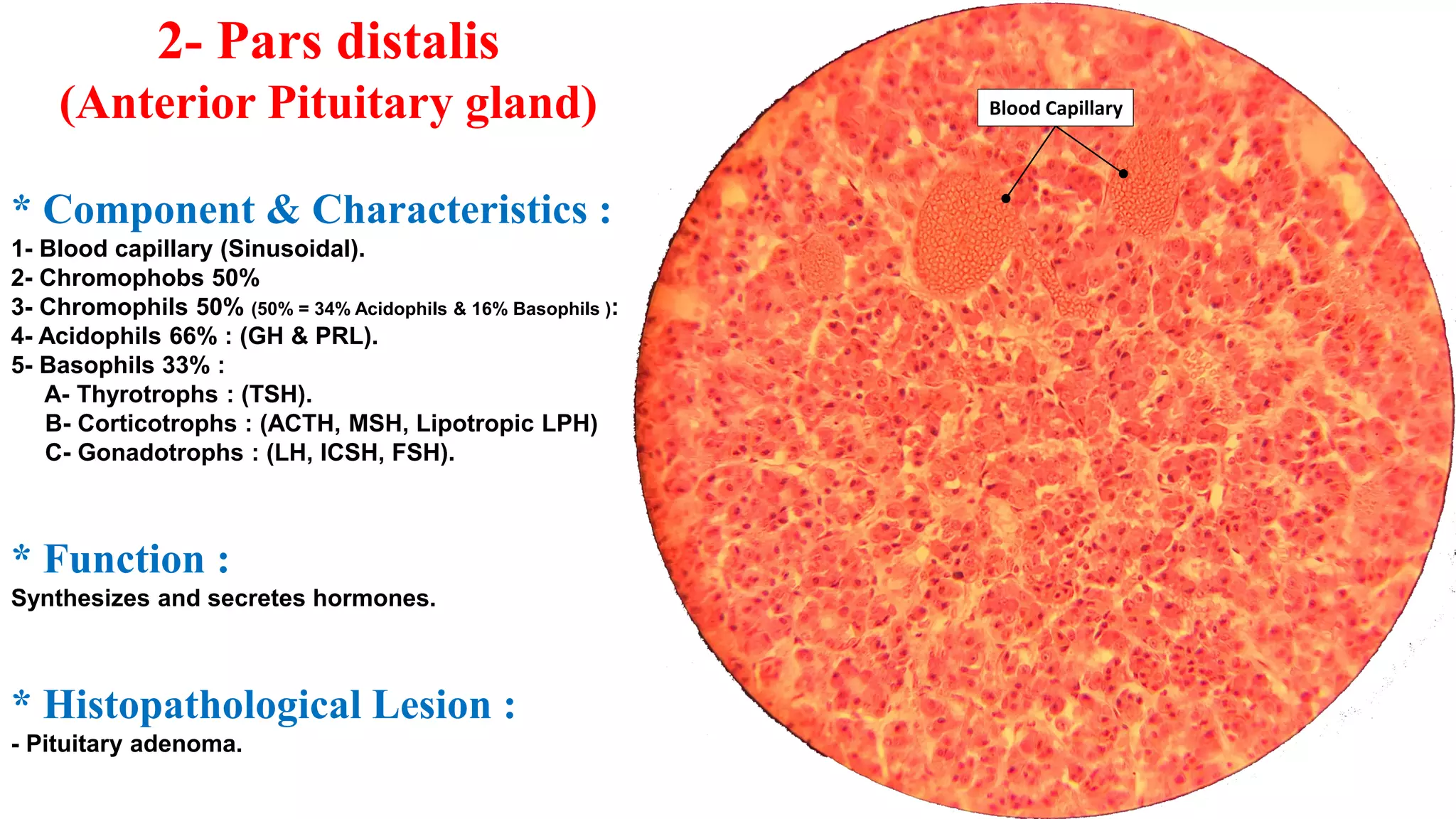 Histology (histology of pituitary, thyroid, and parathyroid glands) | PDF