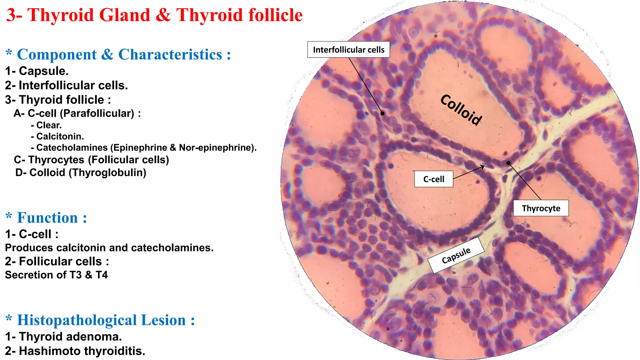 Histology (histology of pituitary, thyroid, and parathyroid glands) | PDF