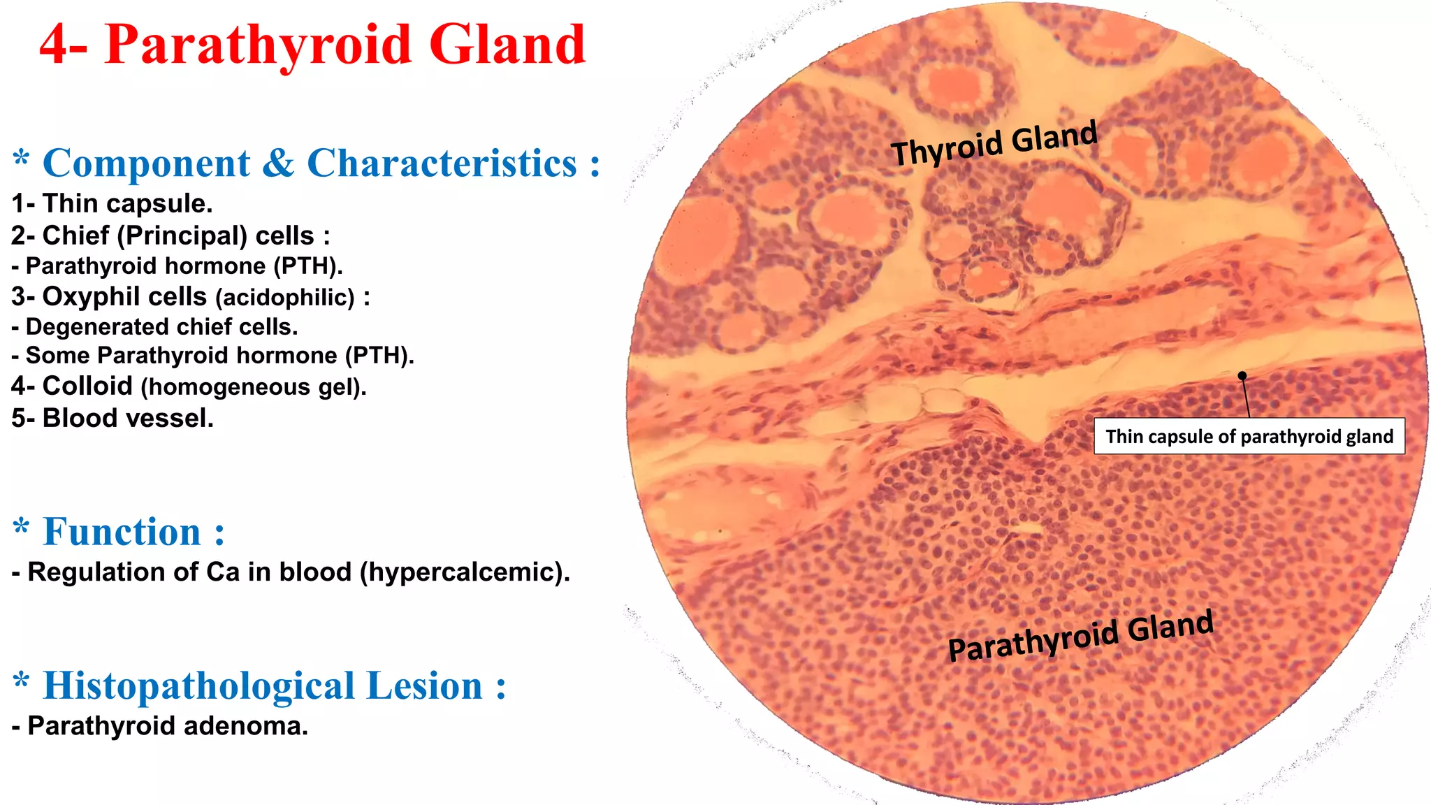 Histology (histology of pituitary, thyroid, and parathyroid glands) | PDF