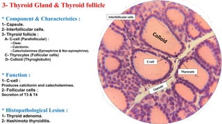 Parathyroid Histology Labeled