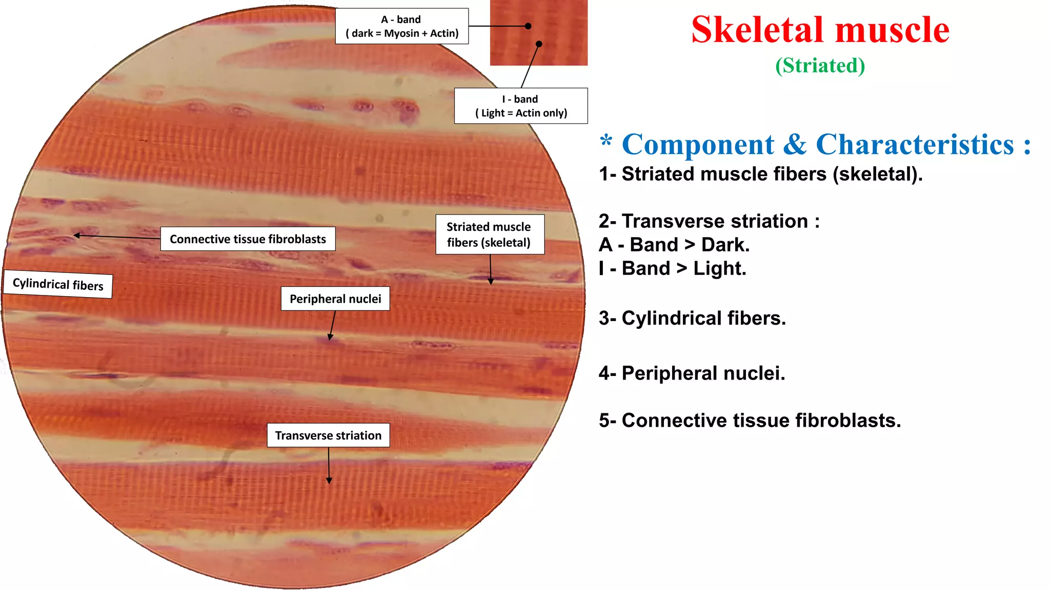 Histology (histology of skeletal muscle and cartilage) | PDF