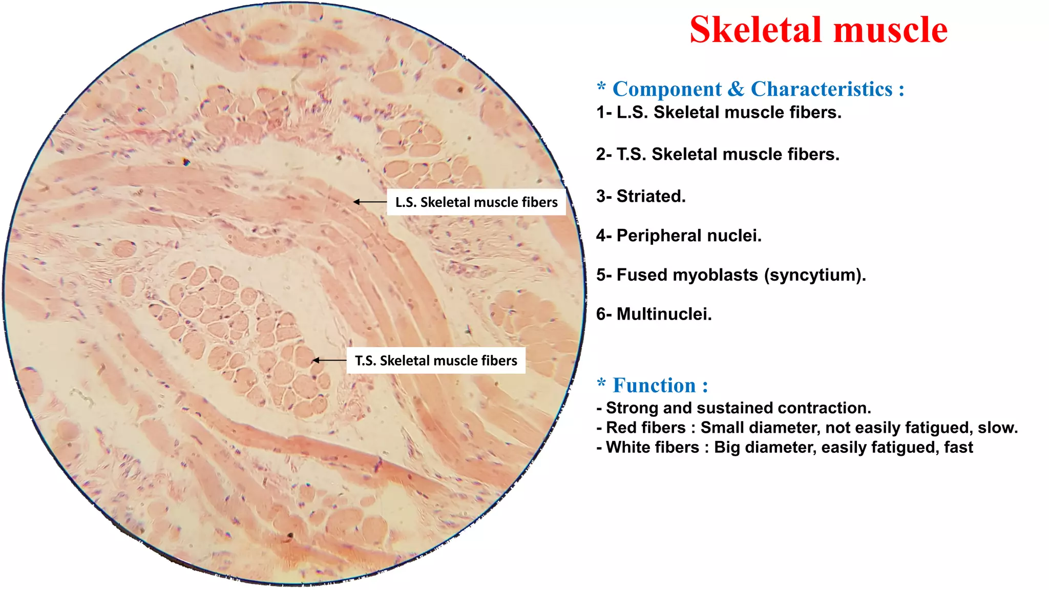 Histology (histology of skeletal muscle and cartilage) | PDF