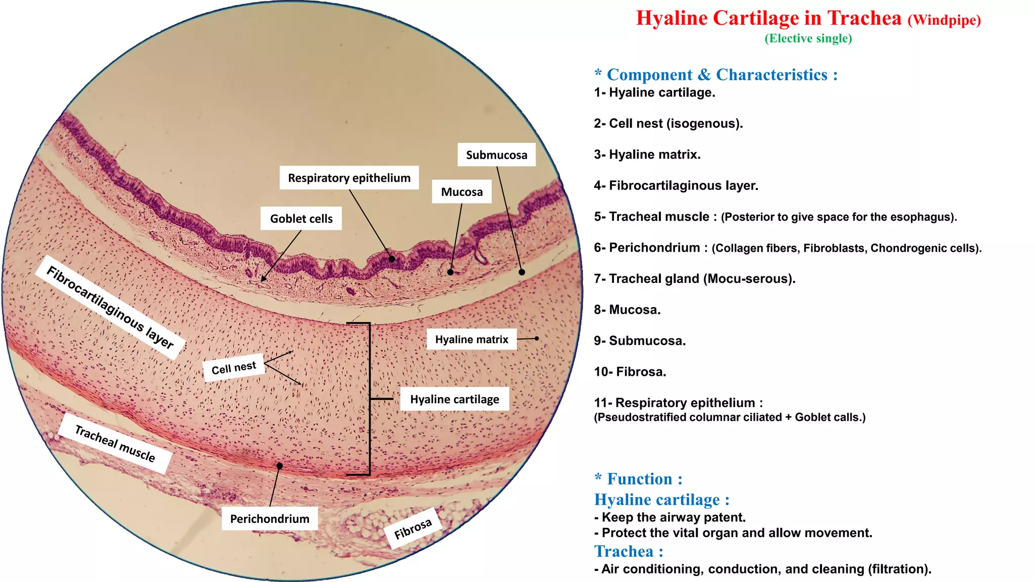 Histology (histology of skeletal muscle and cartilage) | PDF