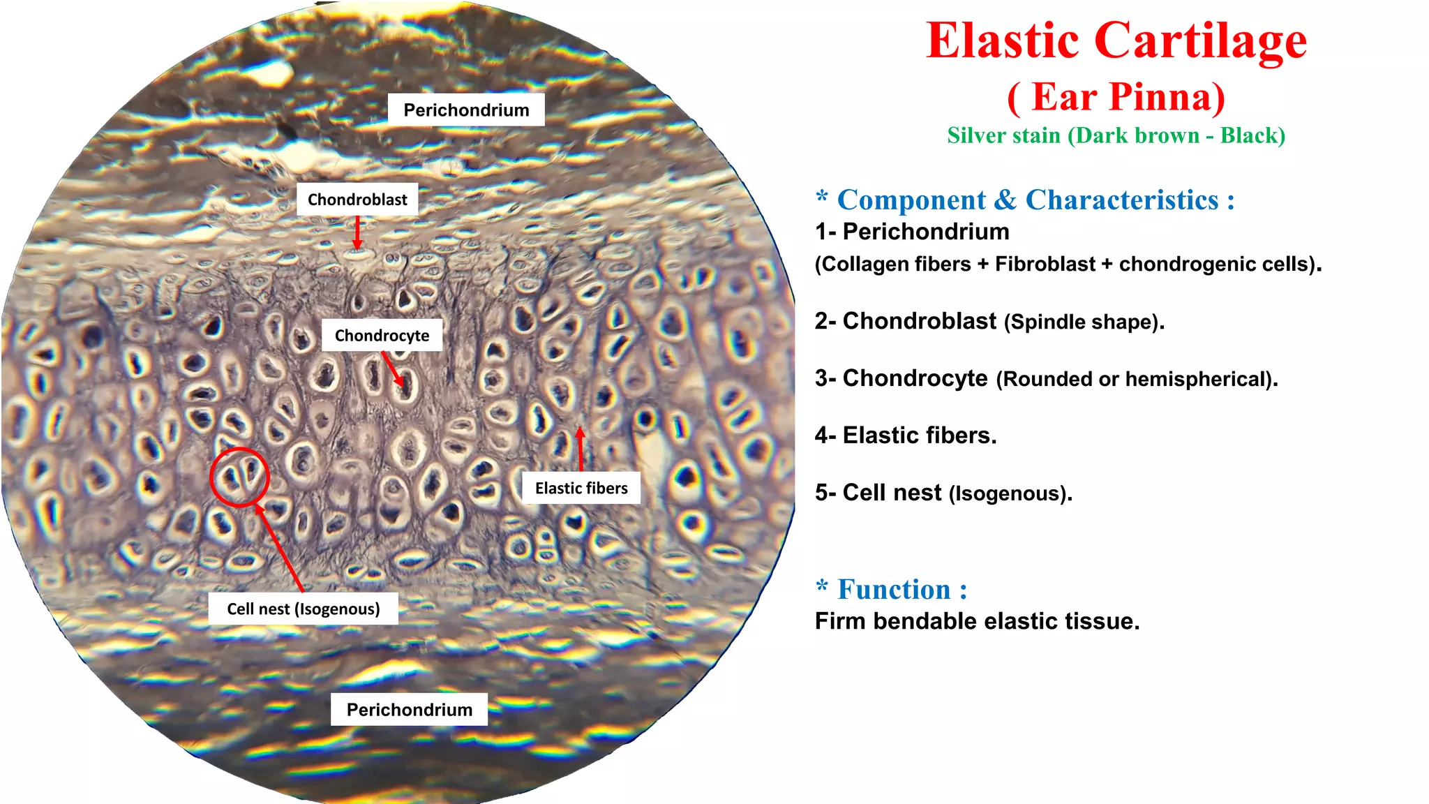 Histology (histology of skeletal muscle and cartilage) | PDF