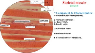 Histology (histology of skeletal muscle and cartilage) | PDF