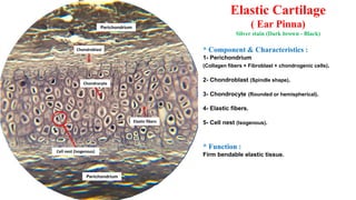Histology (histology of skeletal muscle and cartilage) | PDF