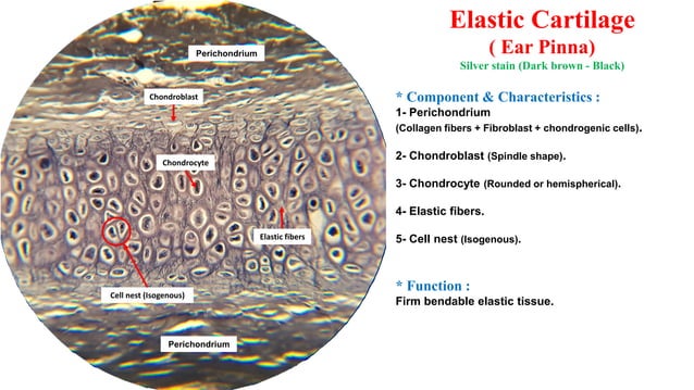 Histology (histology of skeletal muscle and cartilage) | PDF | Lung and ...