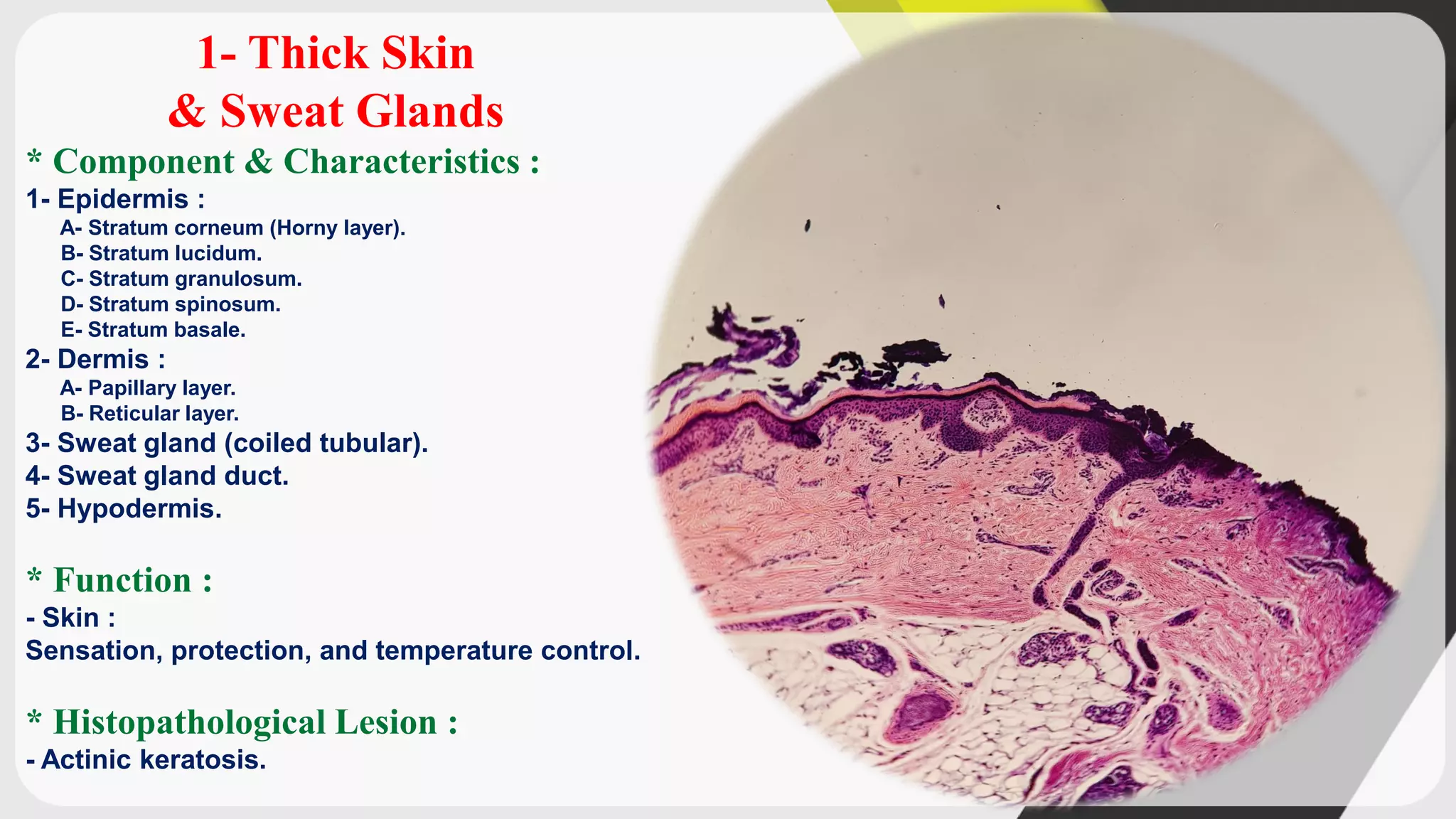 Histology (histology of the integumentary system) | PDF