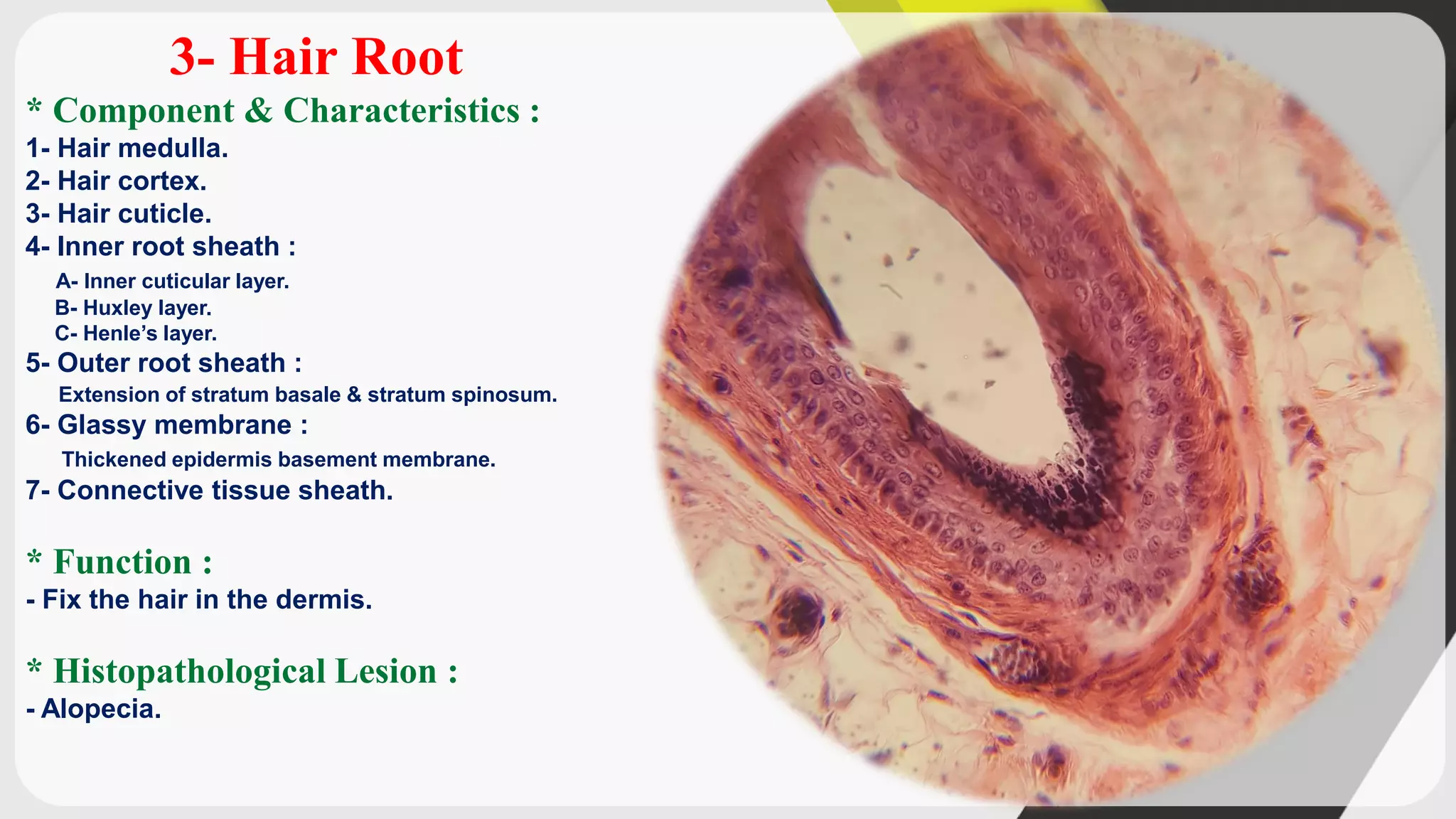 Histology (histology of the integumentary system) | PDF