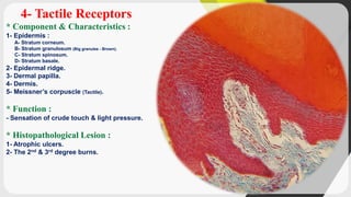 Histology (histology of the integumentary system) | PDF