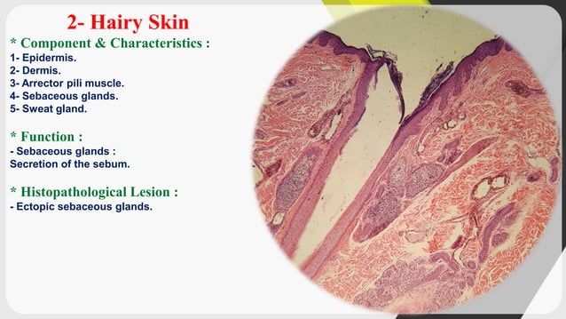 Histology (histology of the integumentary system) | PDF | Skin and ...