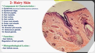 Histology (histology of the integumentary system) | PDF