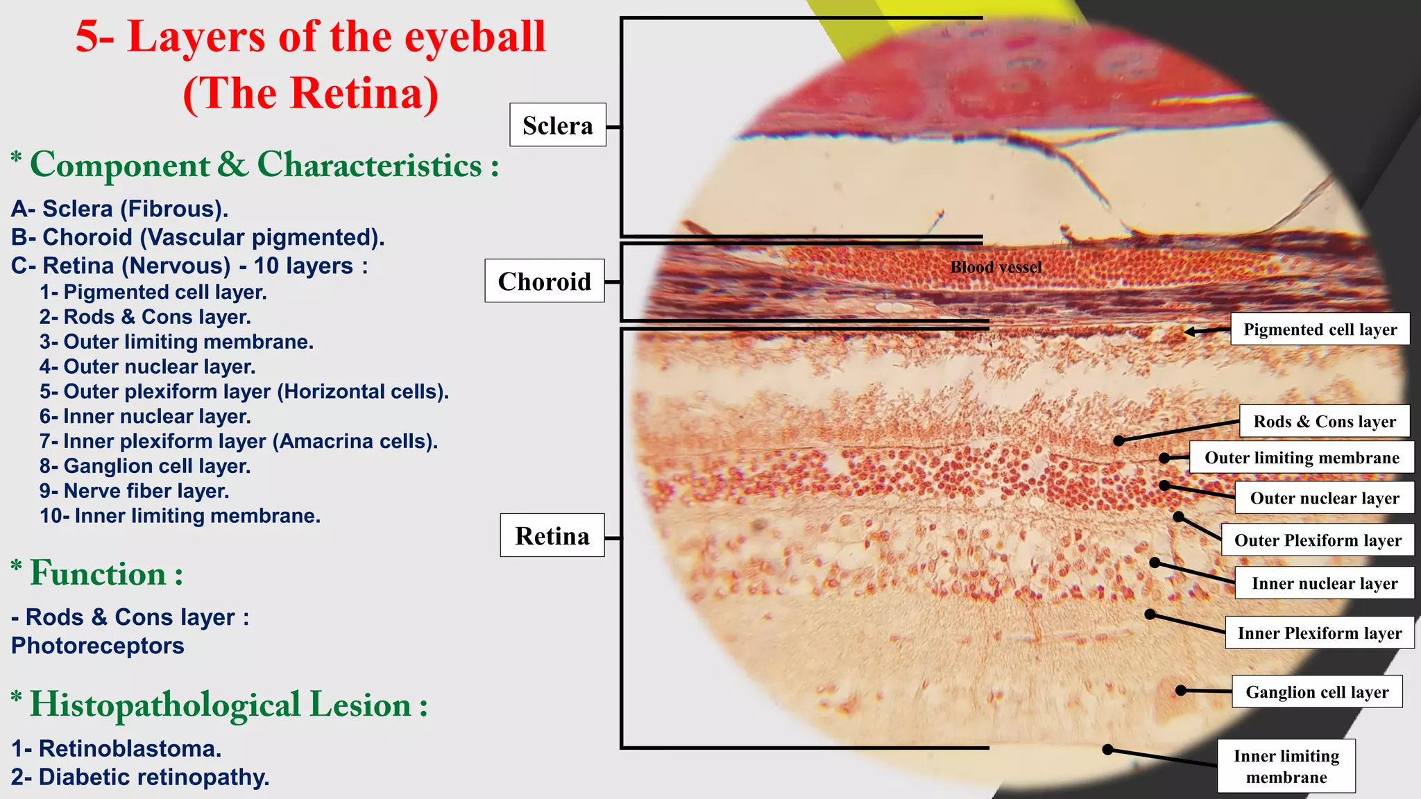 Histology (histology of the nervous system) | PDF
