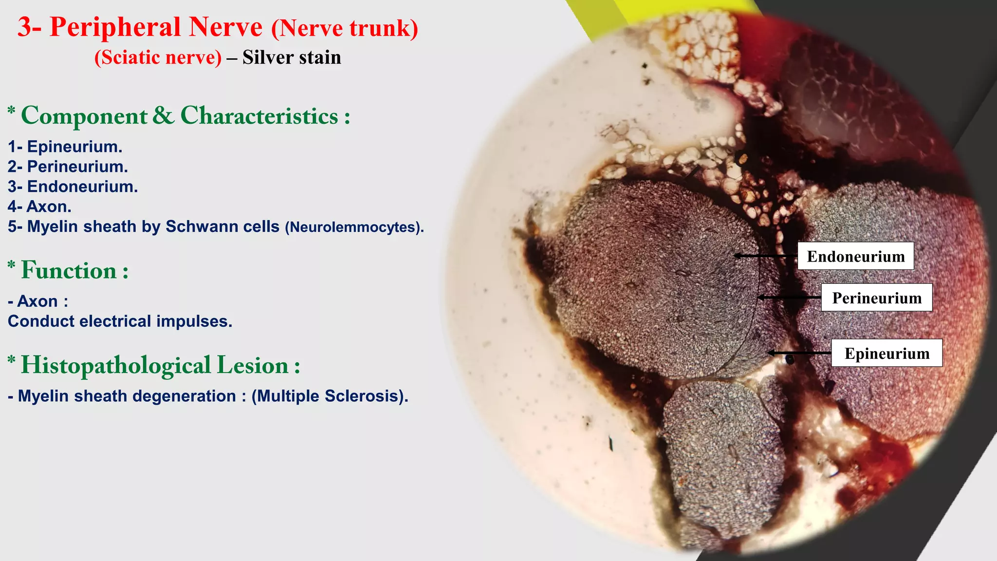 Histology (histology of the nervous system) | PDF