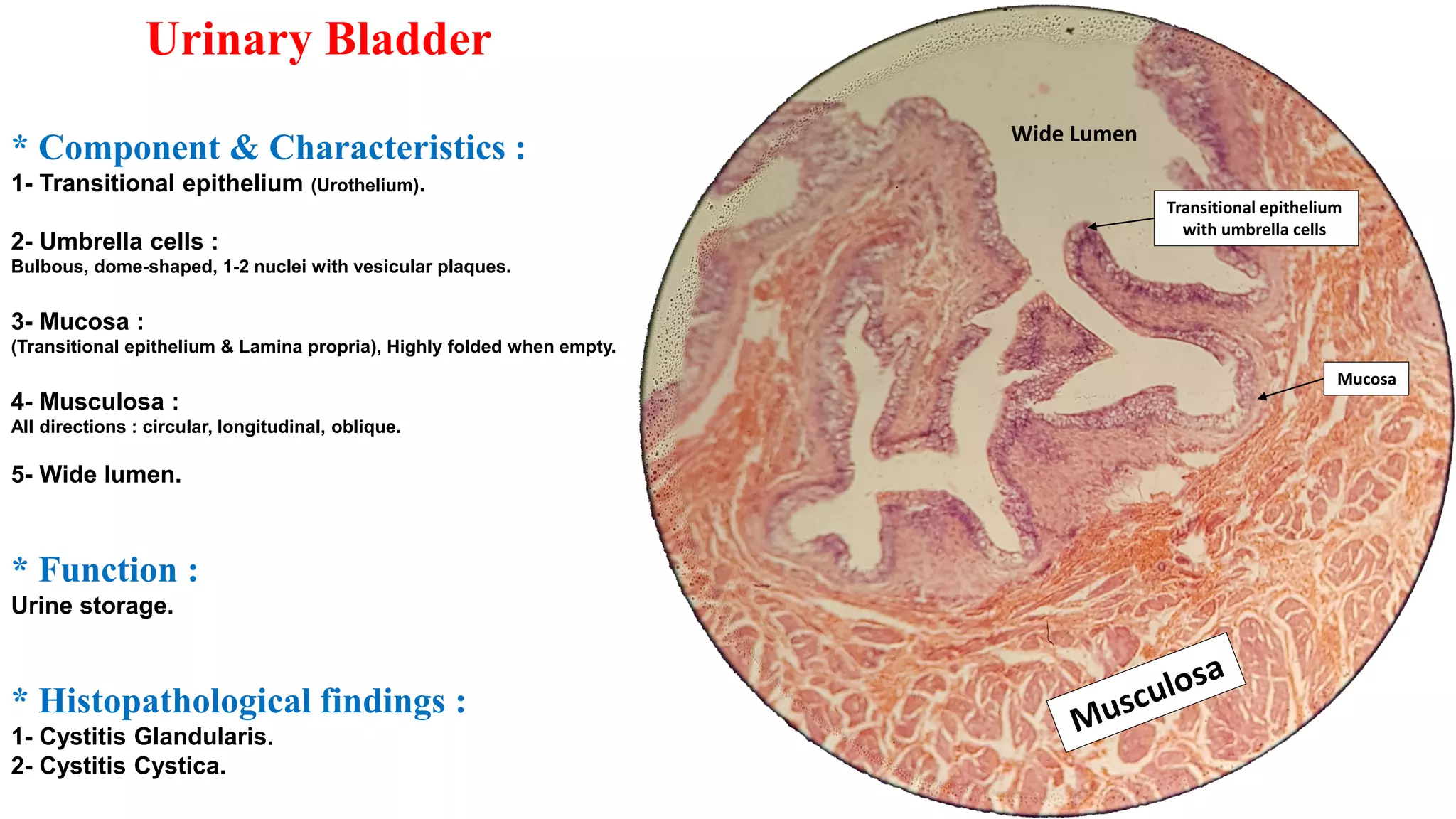 Histology (histology of upper urinary tract) | PDF