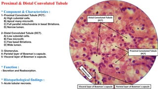Histology (histology of upper urinary tract) | PDF