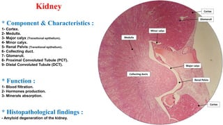 Histology (histology of upper urinary tract) | PDF