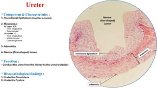 Histology (histology of upper urinary tract) | PDF