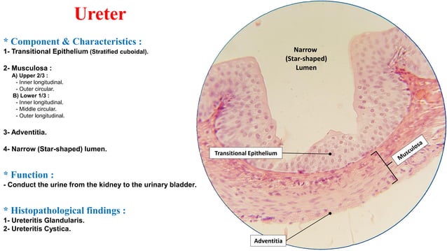Histology (histology of upper urinary tract) | PDF | Science