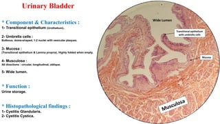 Histology (histology of upper urinary tract) | PDF