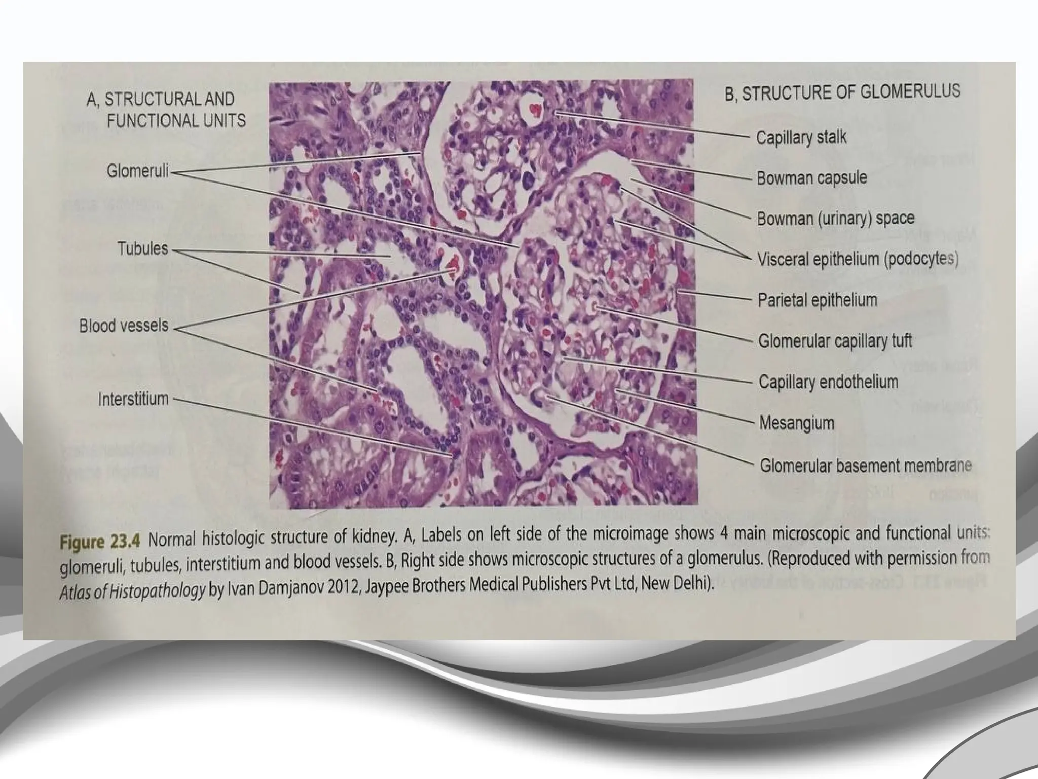 Histology of kidney.The parenchyma of each kidney is composed of ...