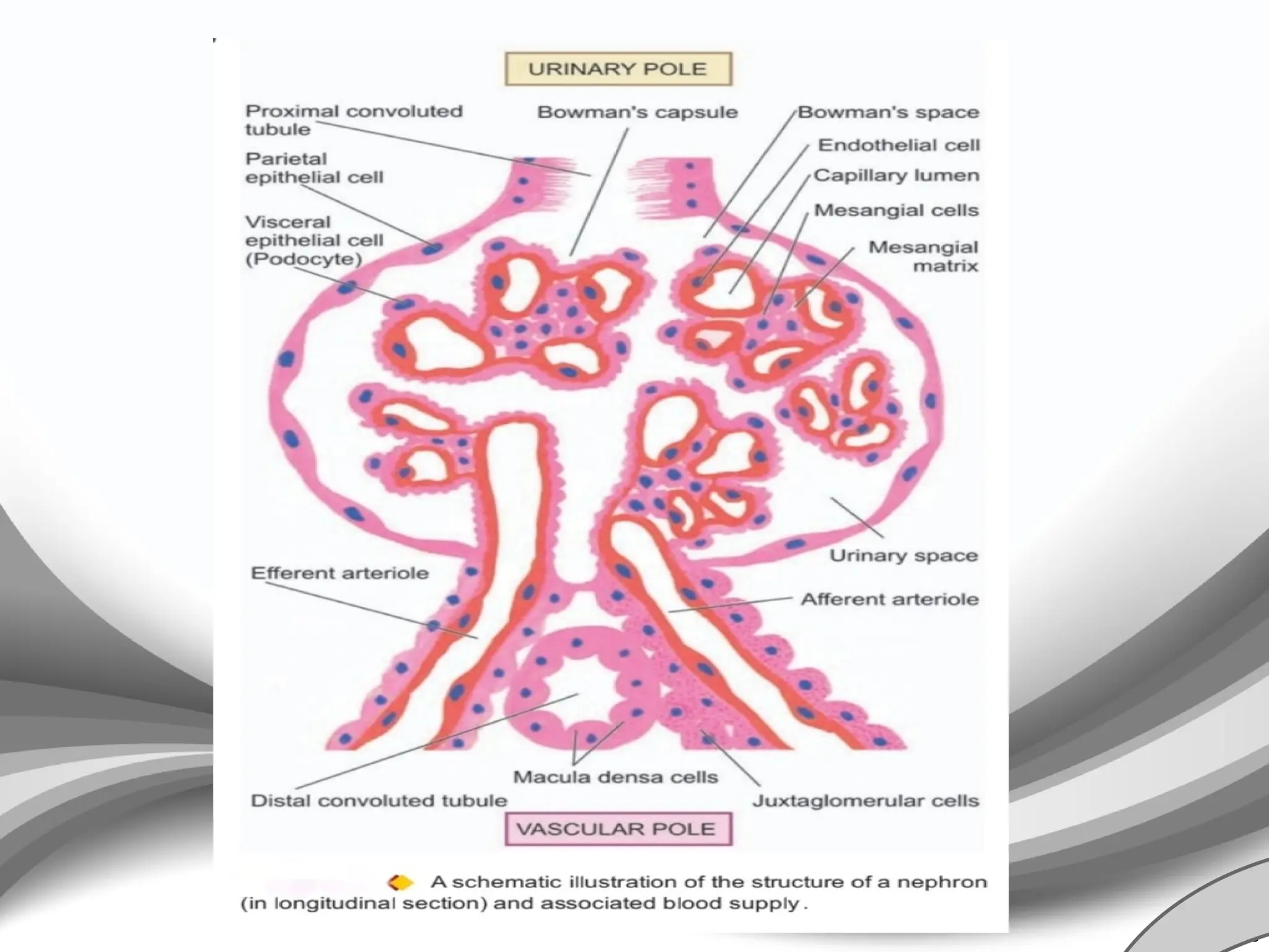 Histology of kidney.The parenchyma of each kidney is composed of ...