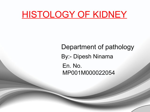 Histology of kidney.The parenchyma of each kidney is composed of ...