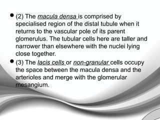 Histology of kidney.The parenchyma of each kidney is composed of ...