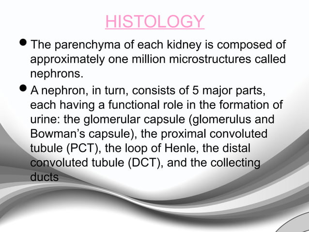 Histology of kidney.The parenchyma of each kidney is composed of ...