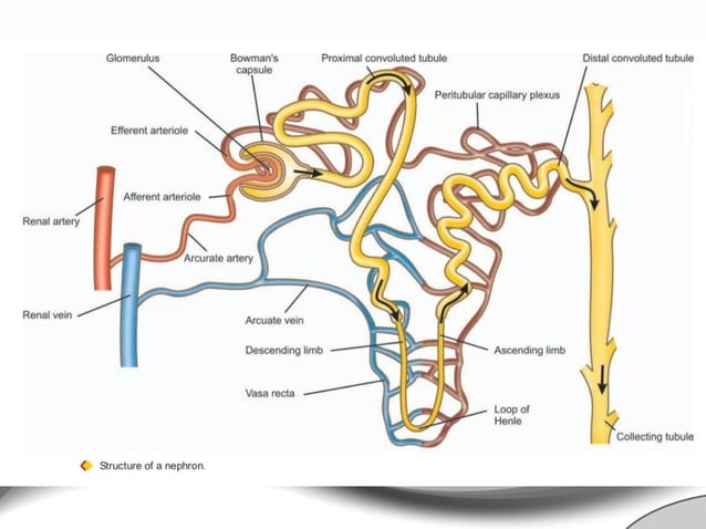 Histology of kidney.The parenchyma of each kidney is composed of ...