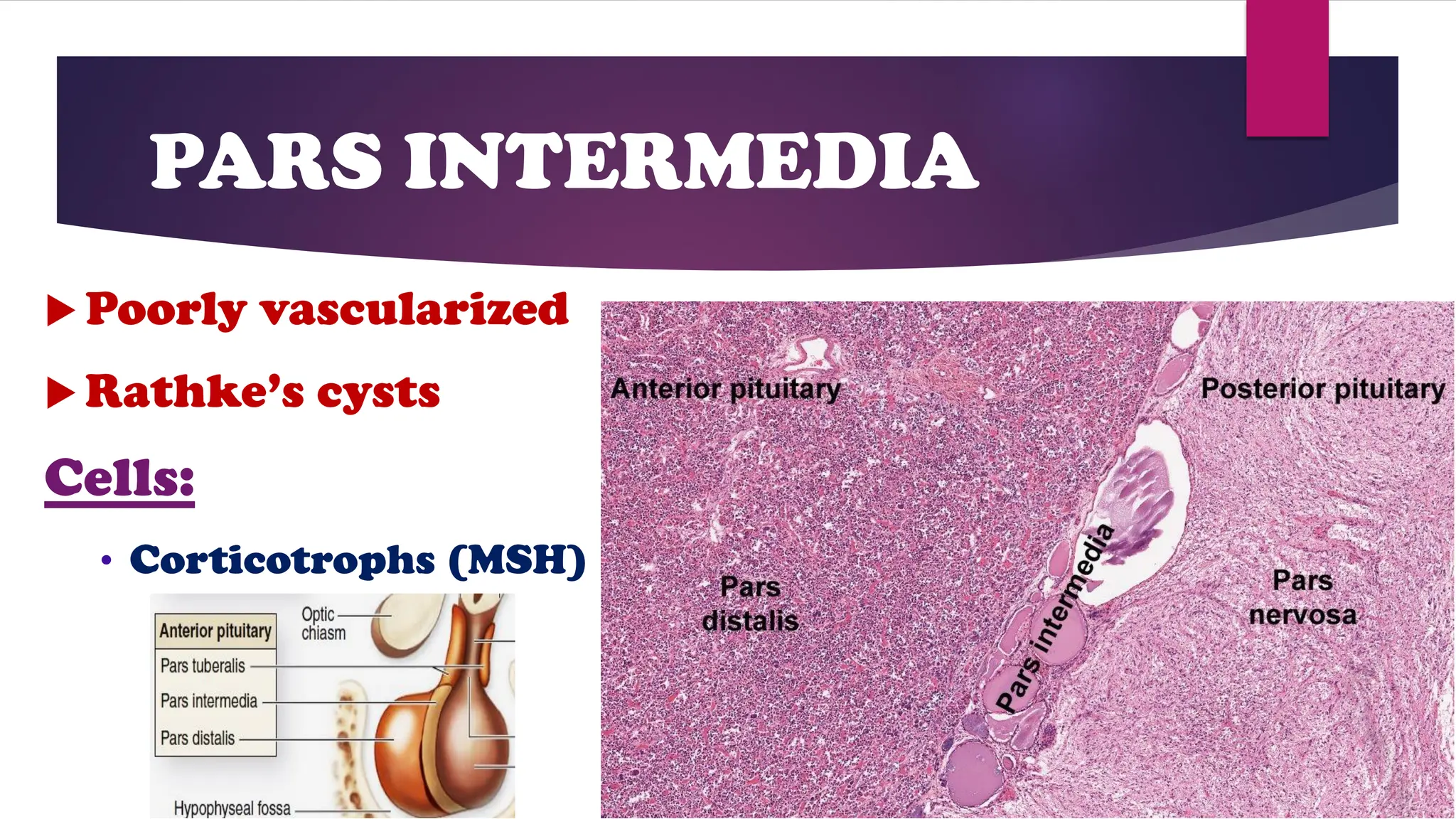 Histology L1, Pituitary Gland.ggggggggggg | PDF