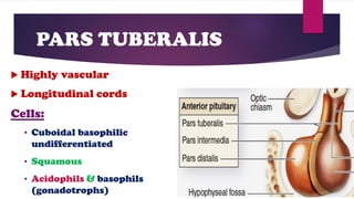 Histology L1, Pituitary Gland.ggggggggggg | PDF