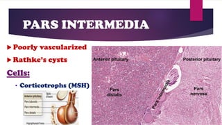 Histology L1, Pituitary Gland.ggggggggggg | PDF