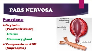 Histology L1, Pituitary Gland.ggggggggggg | PDF