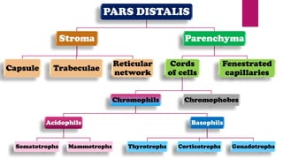 Histology L1, Pituitary Gland.ggggggggggg | PDF