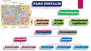 Histology L1, Pituitary Gland.ggggggggggg | PDF