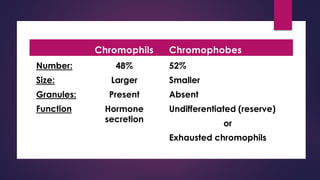Histology L1, Pituitary Gland.ggggggggggg | PDF